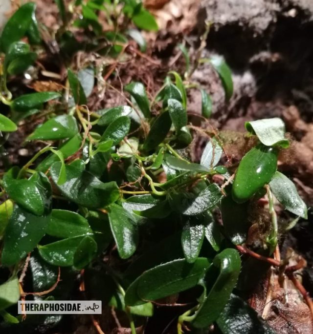 Pflanzen für das Vogelspinnenterrarium - Terrarienpflanzen-